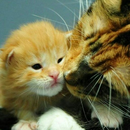 Featured | Кэти кэт Amino