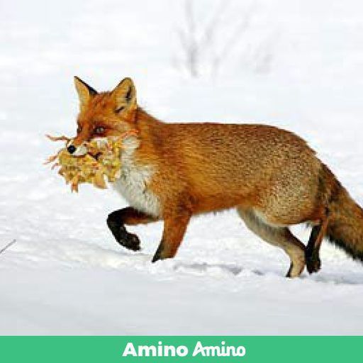 Featured | Лисьи Норы Amino