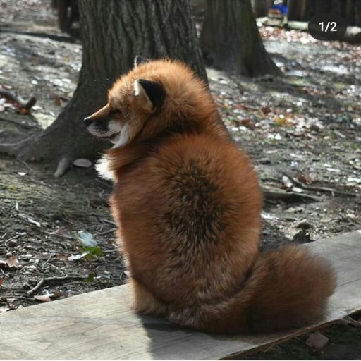 Featured | Лисья Гора Amino