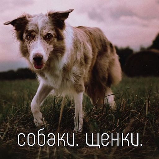 About | Собаки. Щенки. Amino